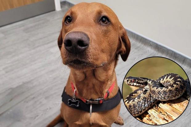 Walking area named risk spot for dogs after puppy bitten by adder