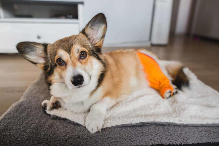 Learn to identify and treat 7 common dog health problems