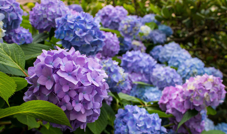 How to get hydrangeas to rebloom for months of summer color