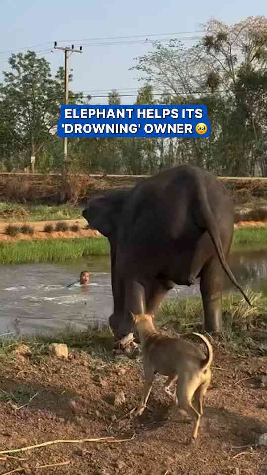 Elephant rushes to help owner in the water