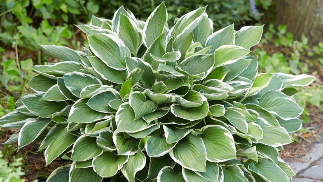 10 fast-growing ground cover plants for a beautiful, weed-free garden