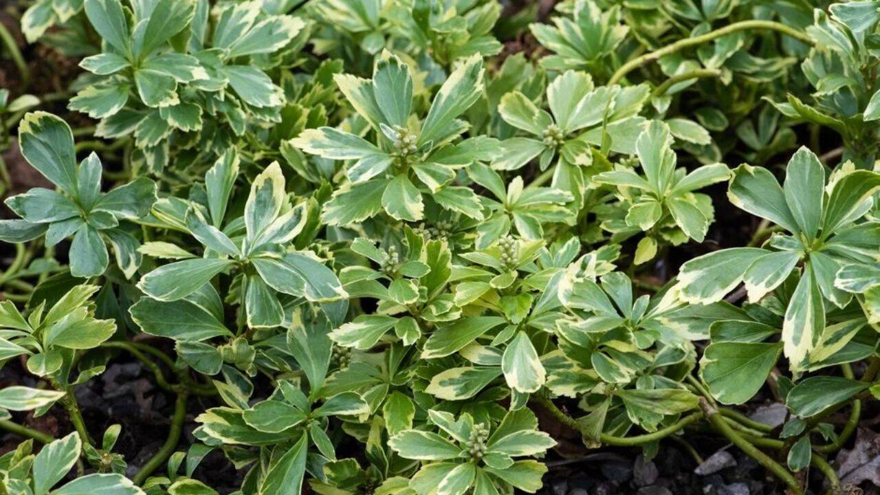 10 fast-growing ground cover plants for a beautiful, weed-free garden
