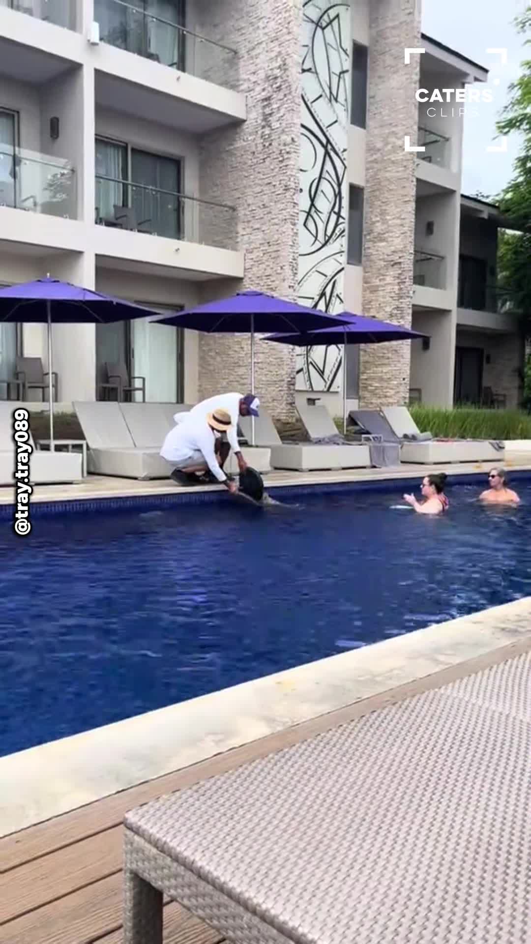 Unexpected guest found stranded in hotel pool