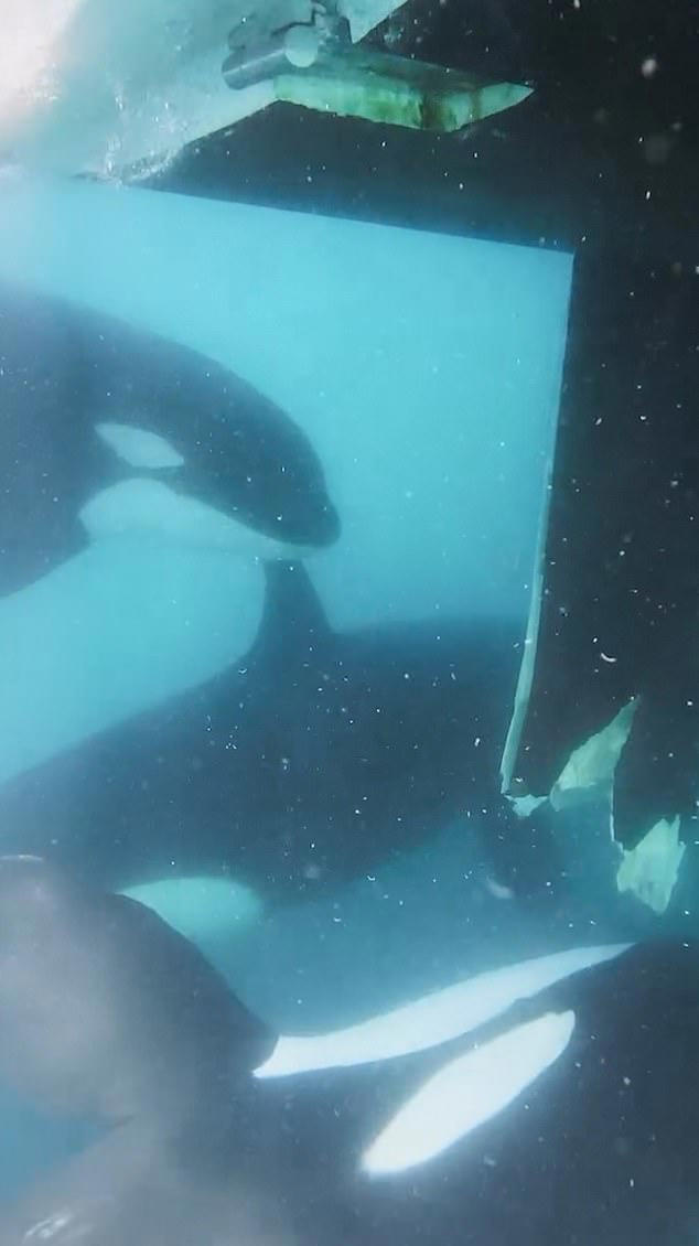 Moment pod of killer whales surround and attack yacht, spinning it 360 ...