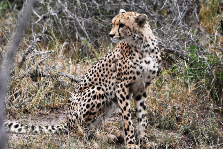 Returning cheetahs write a new chapter in conservation in Eswatini