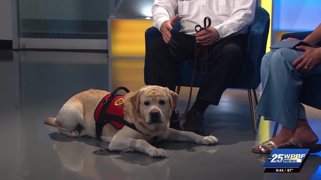 Meet Hank, the emotional support dog for Palm Beach County Fire Rescue