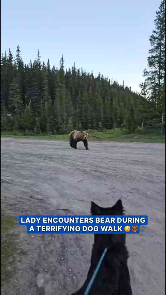 Woman safely reacts to bear encounter while walking dog