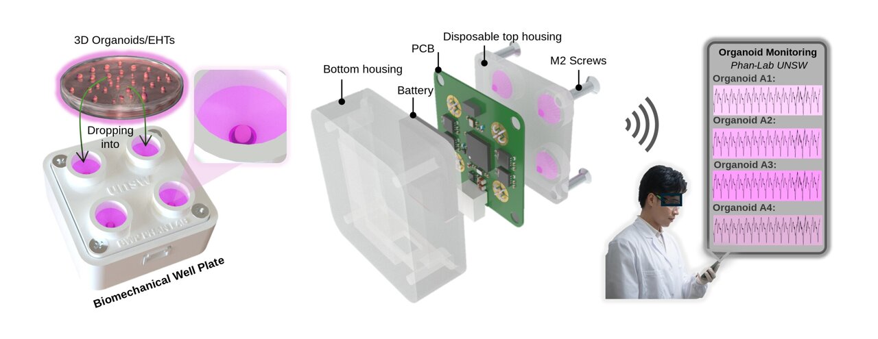 Fish-inspired sensor tracks how human heart tissue responds to disease ...