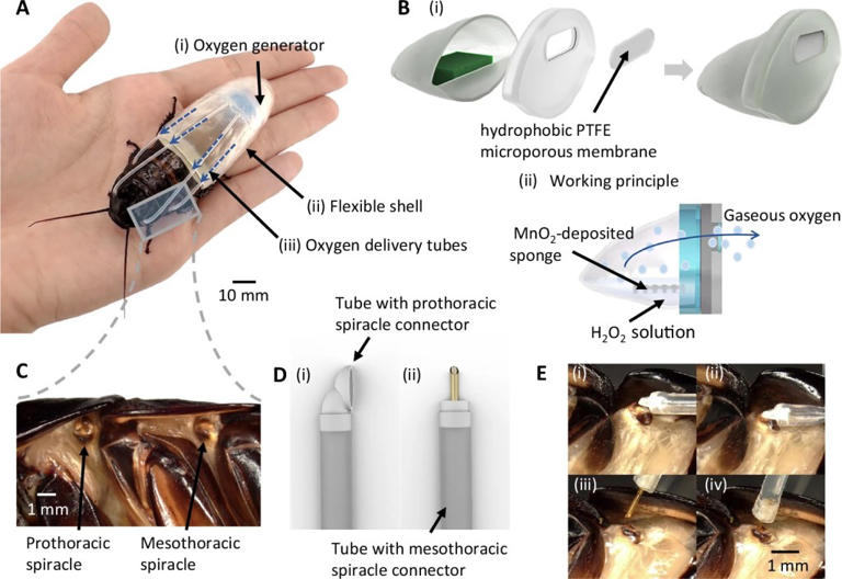 Scientists want to deploy real cyborg cockroaches to explore the ...