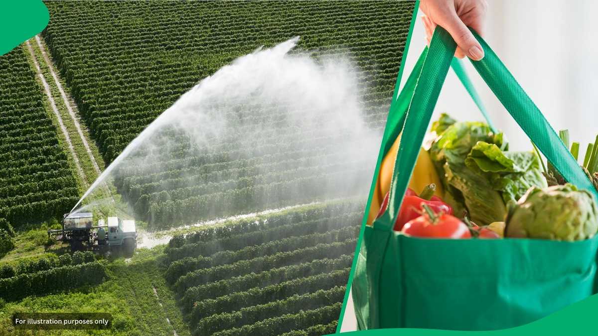 Pesticide traces detected in 86% of common everyday food samples ...