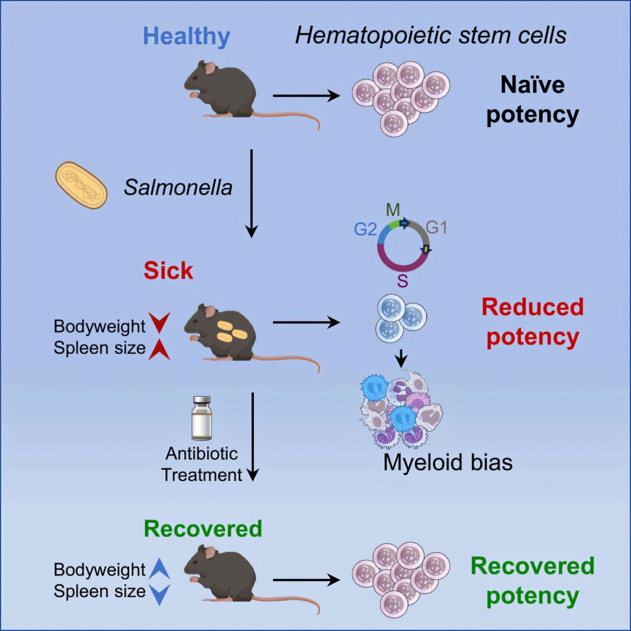 Antibiotics reverse damage caused to blood stem cells by chronic ...