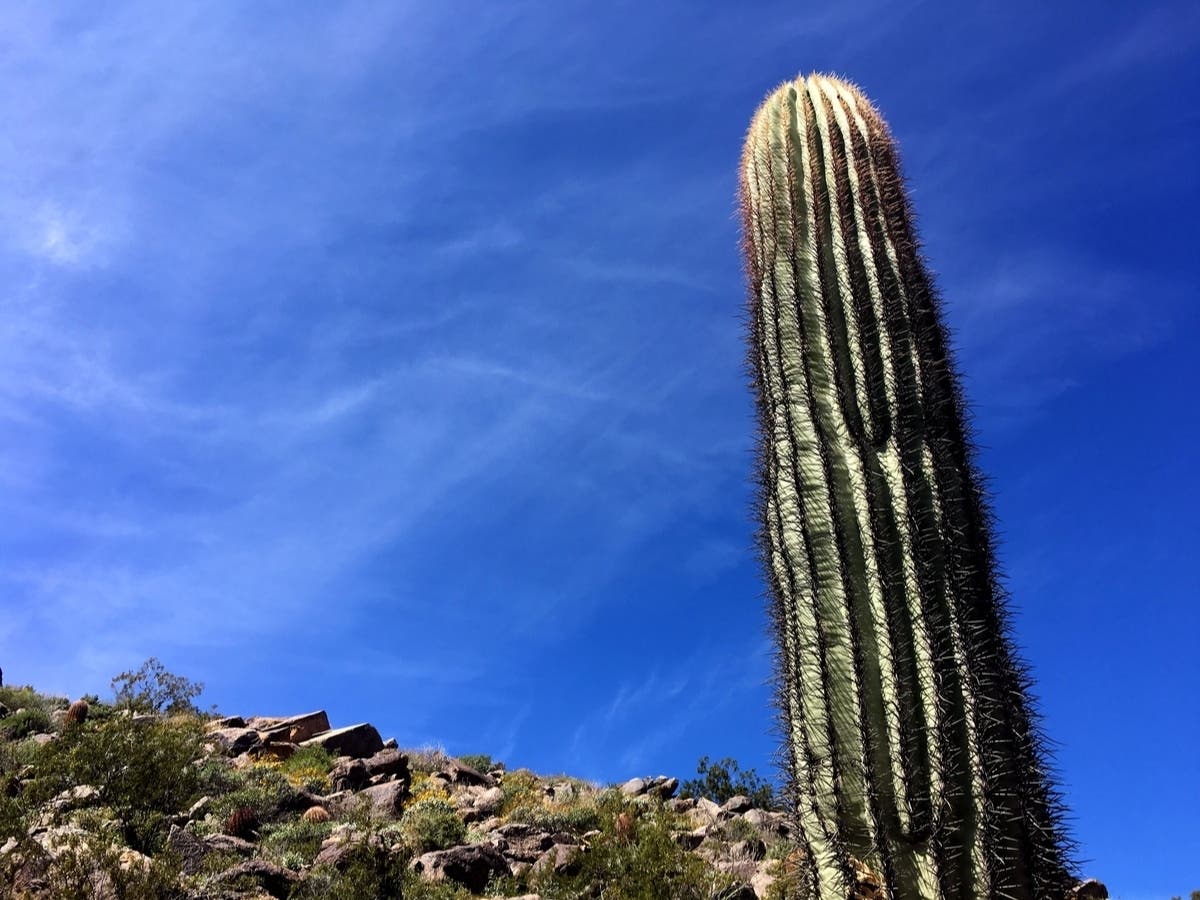 Temperatures plunge below normal in Phoenix during rare June cooldown