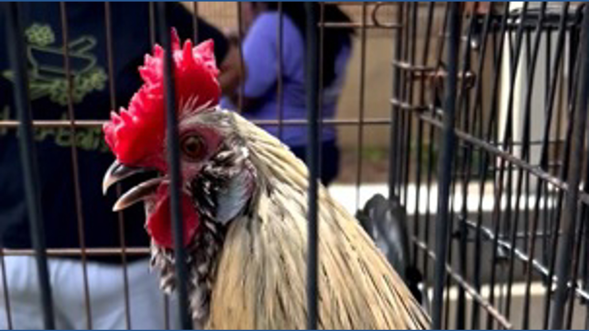 Locals learn chicken basics