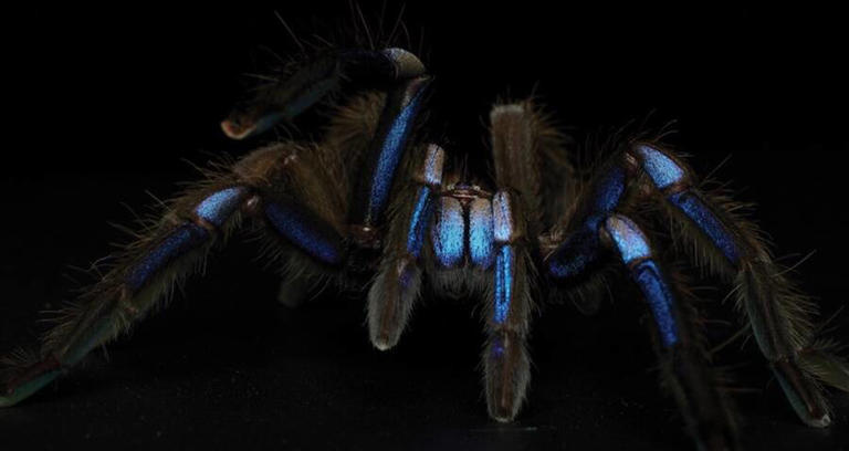 New electric blue tarantula species discovered in Thailand