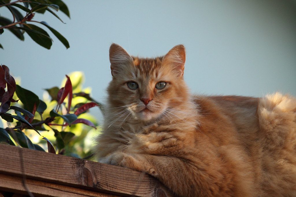 Why orange cats often have a distinct personality