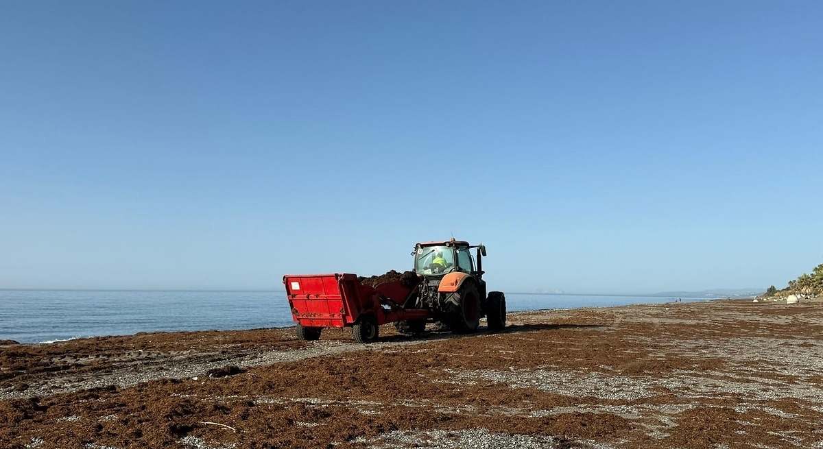 Invasión de alga asiática en Estepona: el plan de choque para retirar ...