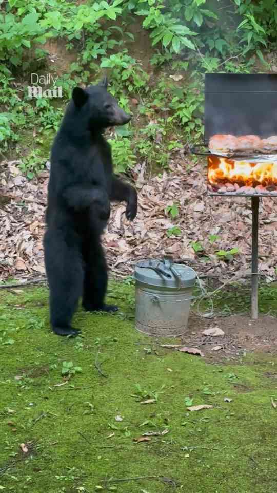 Black bear crashes family's backyard cookout