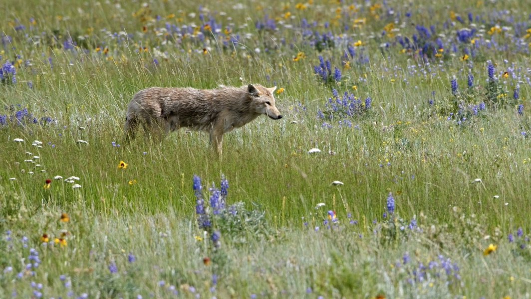 Protecting Texas livestock from coyote predation
