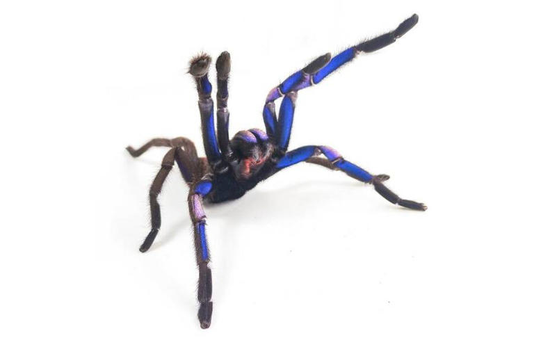 New electric blue tarantula species discovered in Thailand