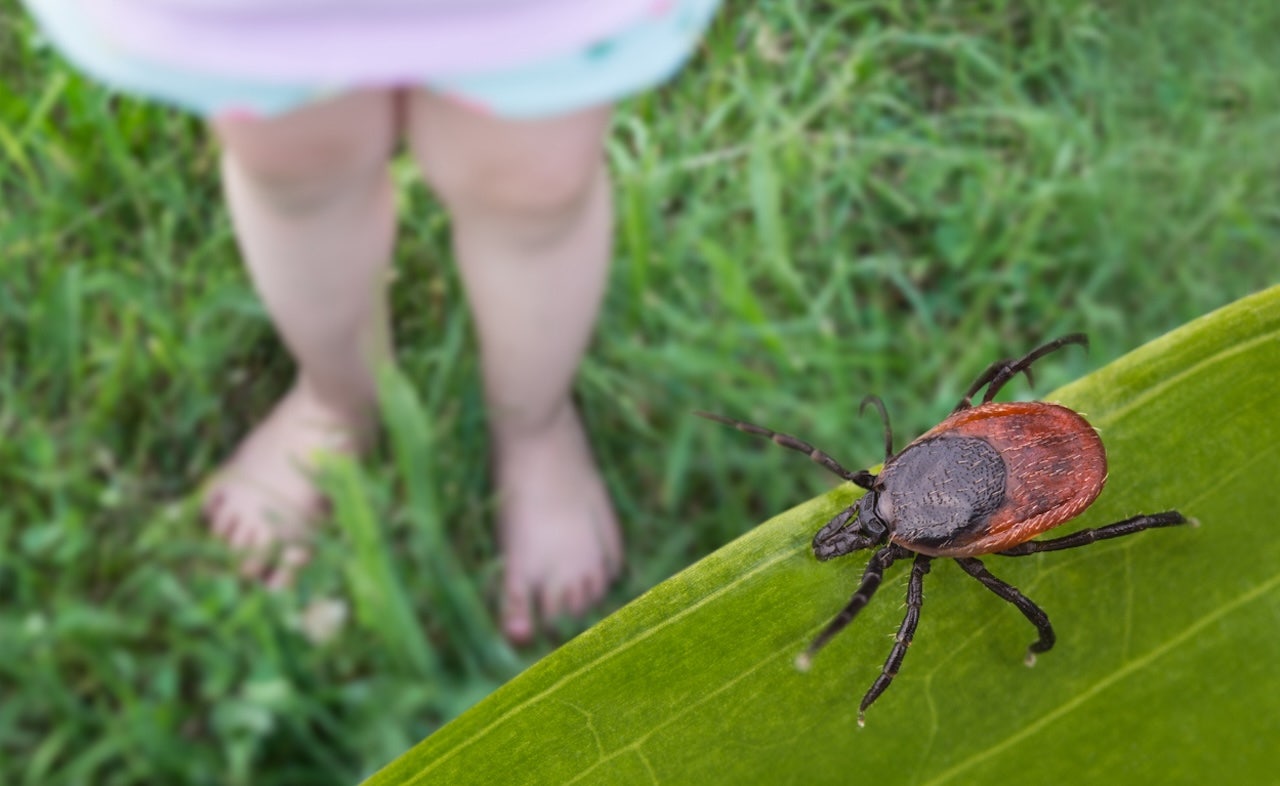 Rare tick-borne virus turns deadly fast as US cases reach record high ...