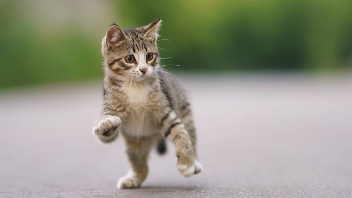 Kittens trying to walk on a freshly mopped floor are cartoon-level funny