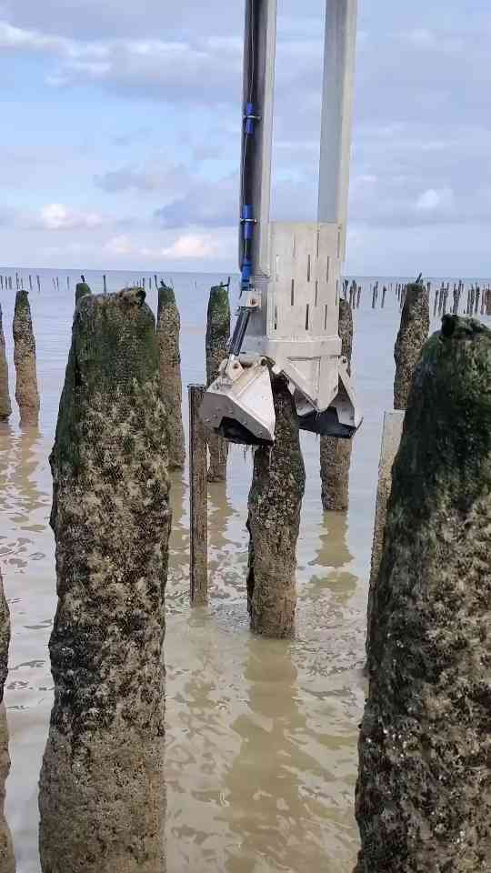 From ocean rocks to dinner tables - the journey of a mussel