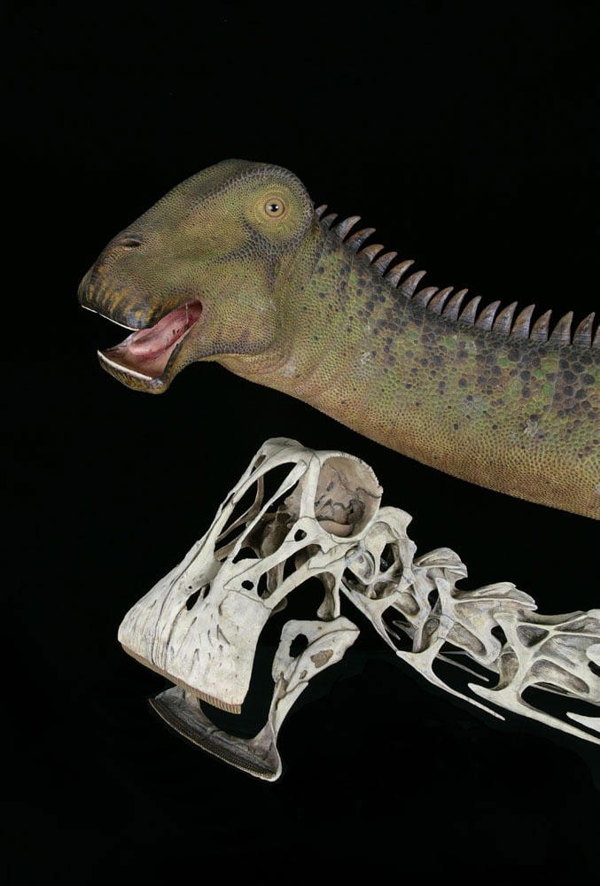 Scientists revealed that this dinosaur had 500 teeth, and replaced ...