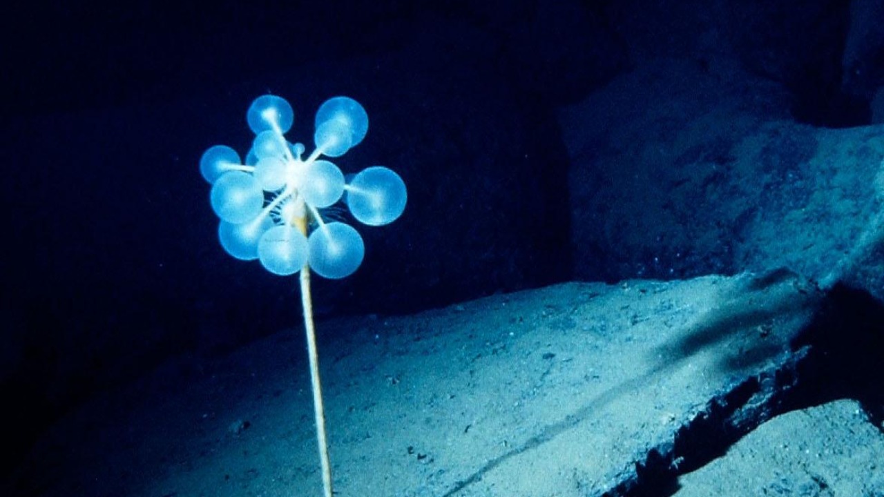 An ocean census has logged 866 new species, from a ghost shark to a ...
