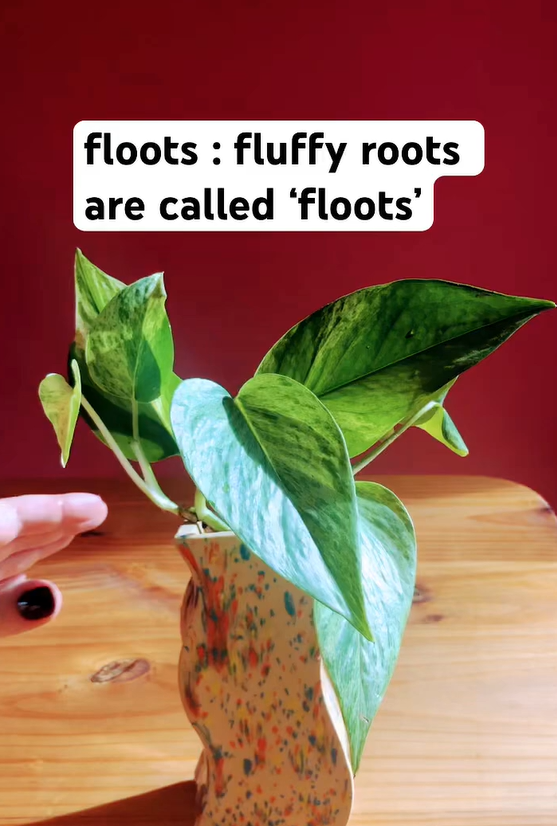 Water propagation for houseplants: Easy pothos cutting method
