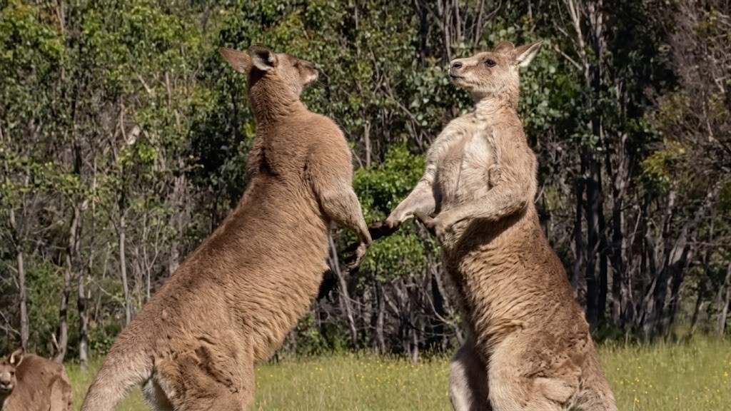 He walked straight toward a wild 6-foot kangaroo - huge mistake