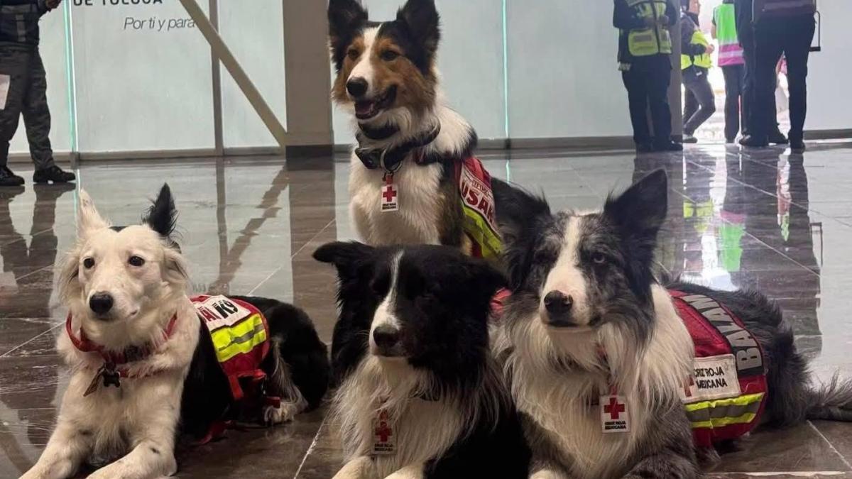 México despliega 18 binomios caninos en Venezuela; 4 son de la Cruz ...