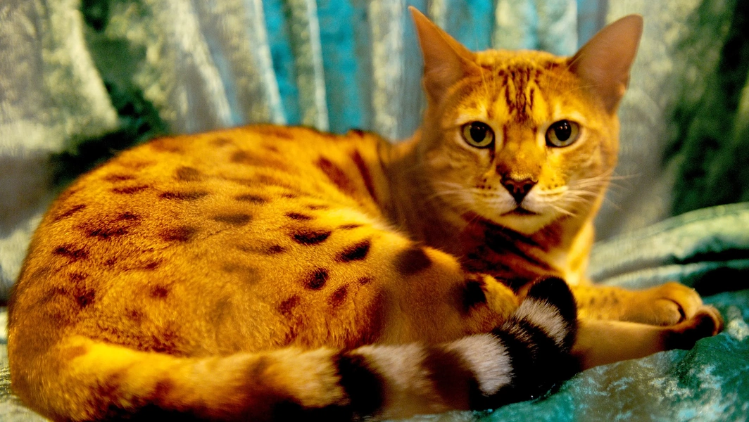 9 Bengal cat colors, patterns, and artistic depictions