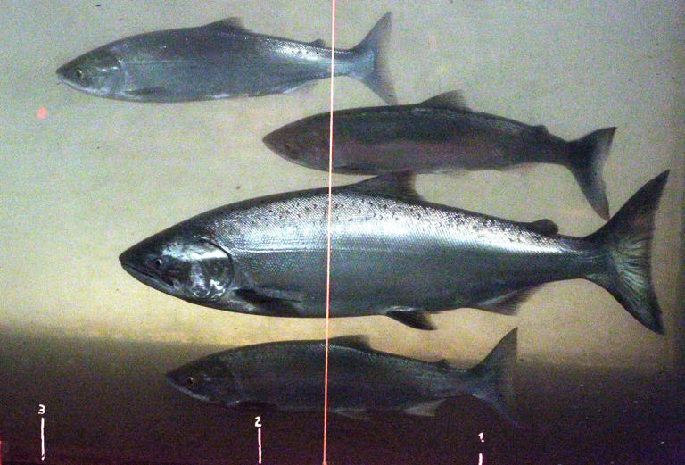BPA to end funding for Columbia salmon program, putting 7 million ...