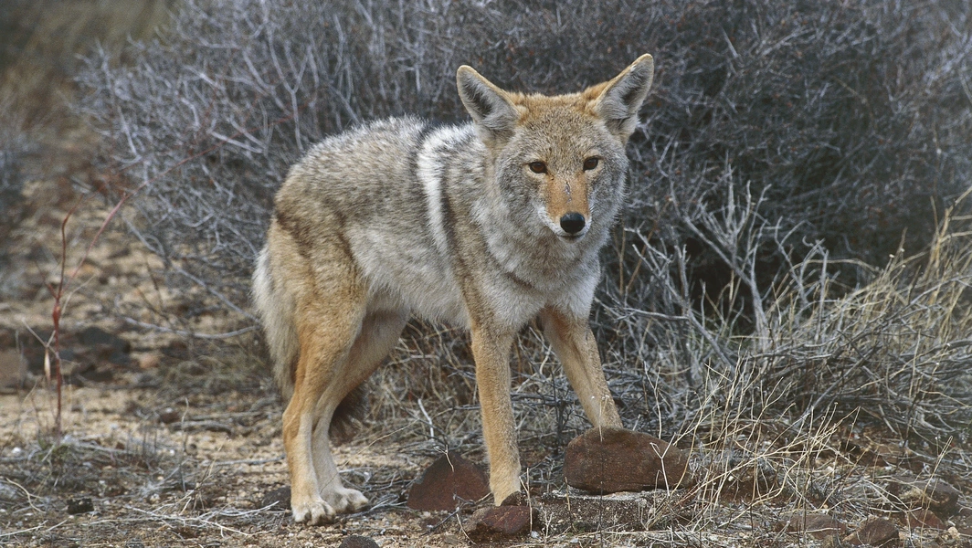 Protecting Texas livestock from coyote predation