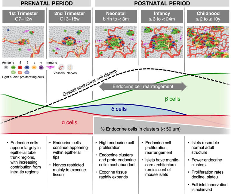 Unlocking diabetes' secrets: Pediatric organ donors help map a path to ...