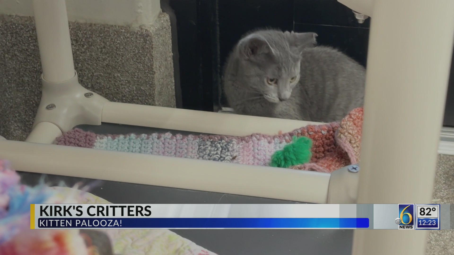 Kirk's critters: Blue collar kittens!