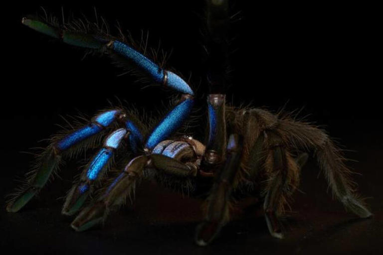 New electric blue tarantula species discovered in Thailand