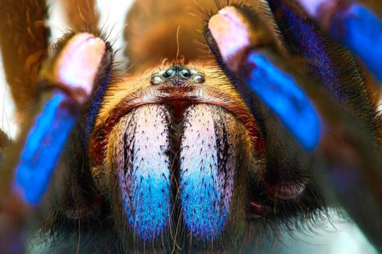 New electric blue tarantula species discovered in Thailand