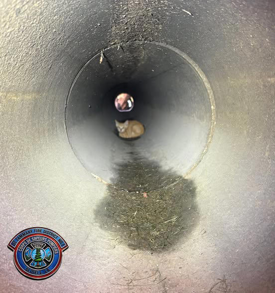 Kitten rescued from drain in Slidell