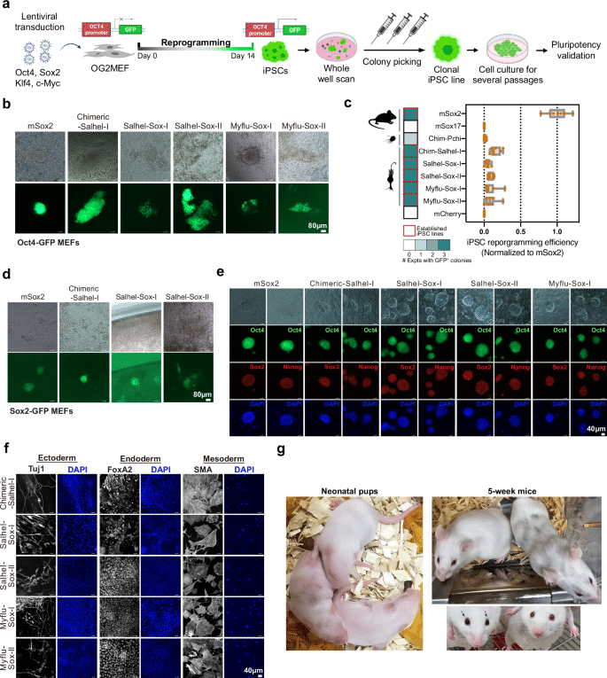 Scientists inserted a gene from before animal life existed into mice ...