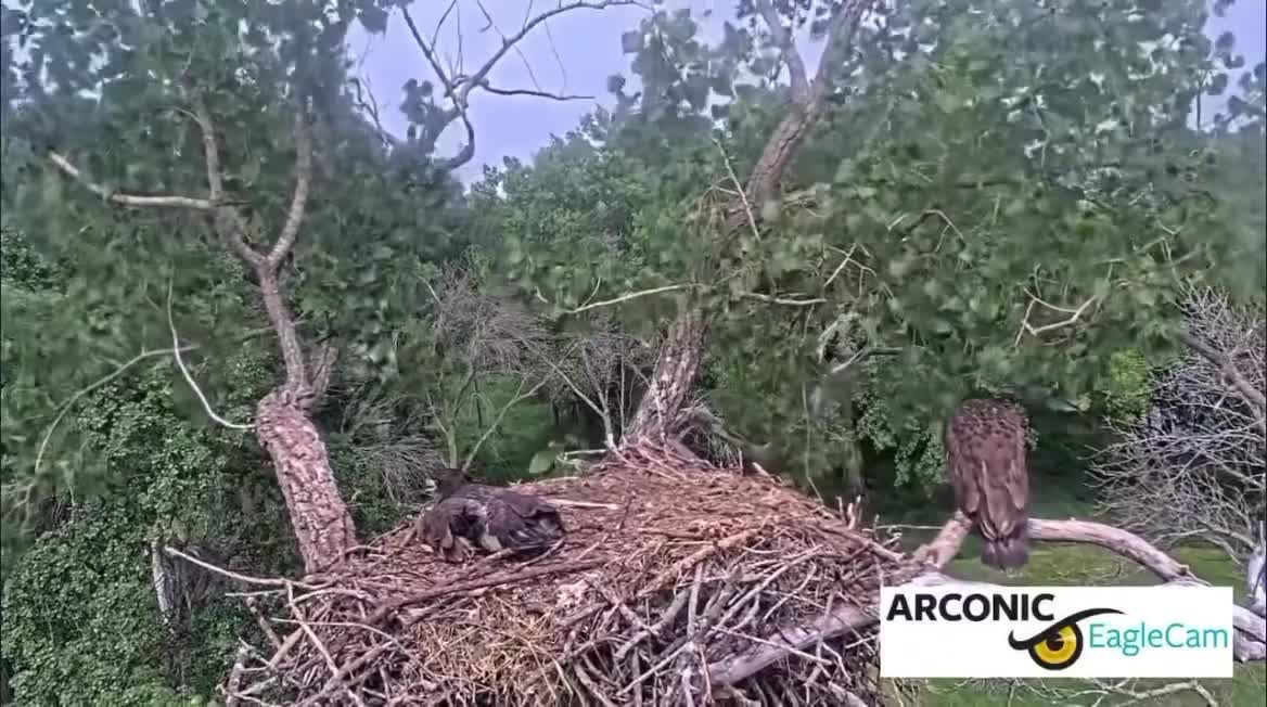 Arconic Eagle Cam nest falls with eaglets inside