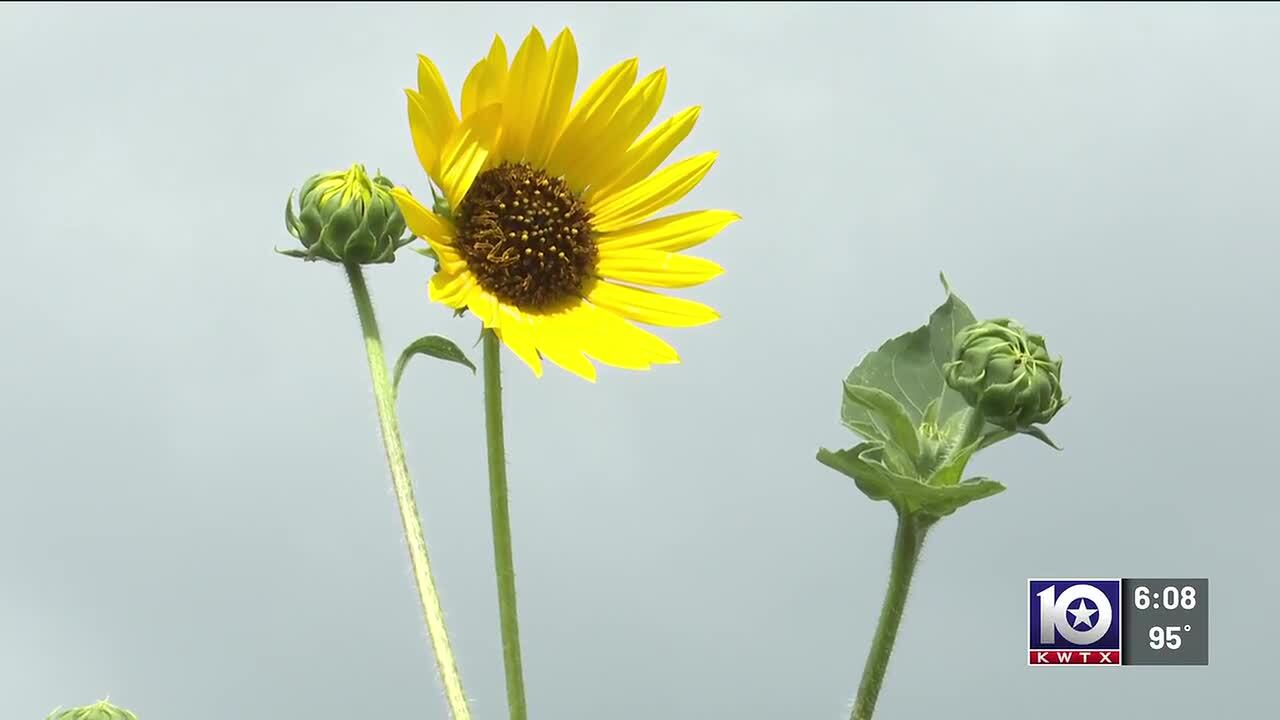 Central Texas flower farm brings local blooms to Waco community