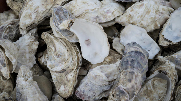 Forget sand: The beachy byproduct that's being added to cement for eco ...