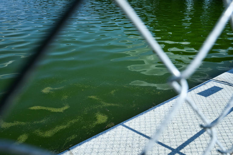 Trump melts down about 'SCUM' as green slime takes over reflecting pool