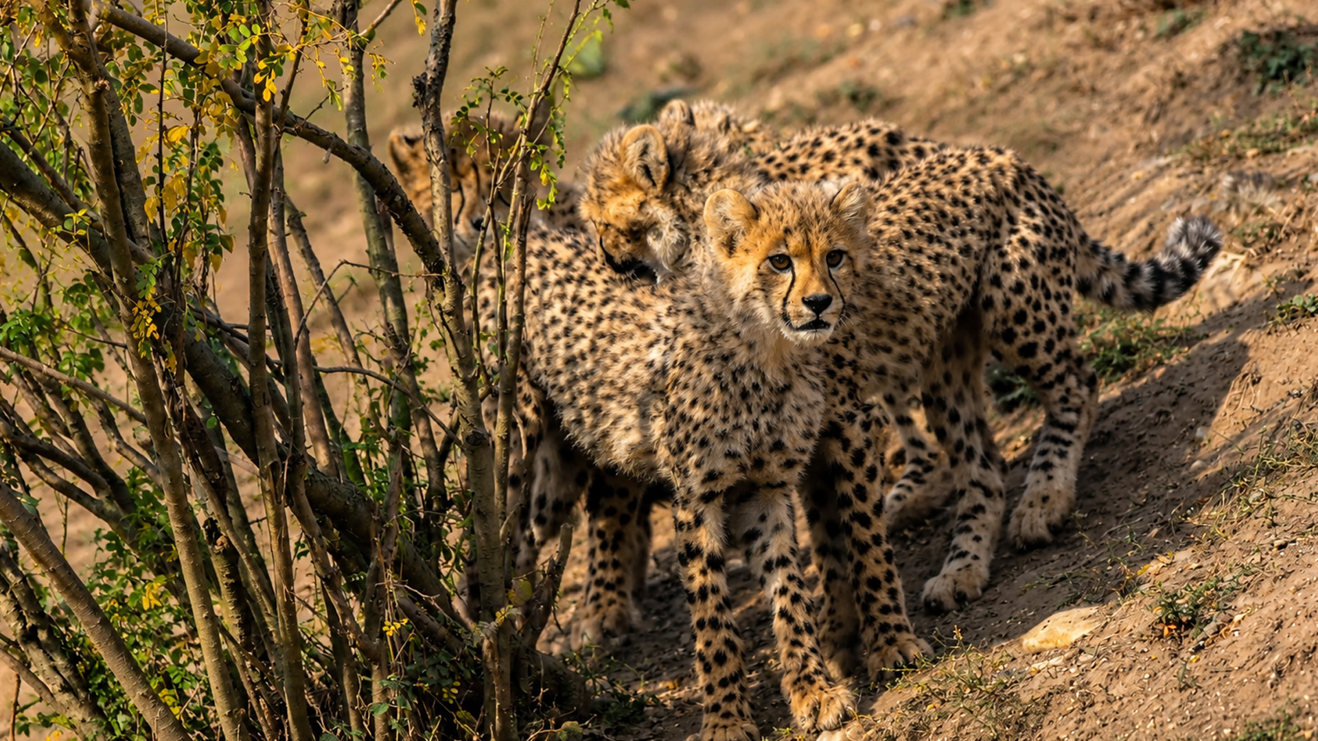 Hidden camera records a group of cheetah cubs exploring together