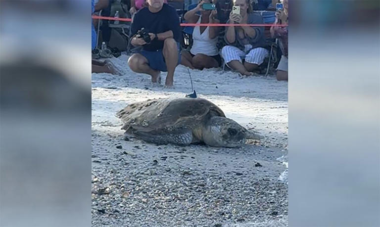 Krysta the loggerhead sea turtle is on the move after Coquina Beach release