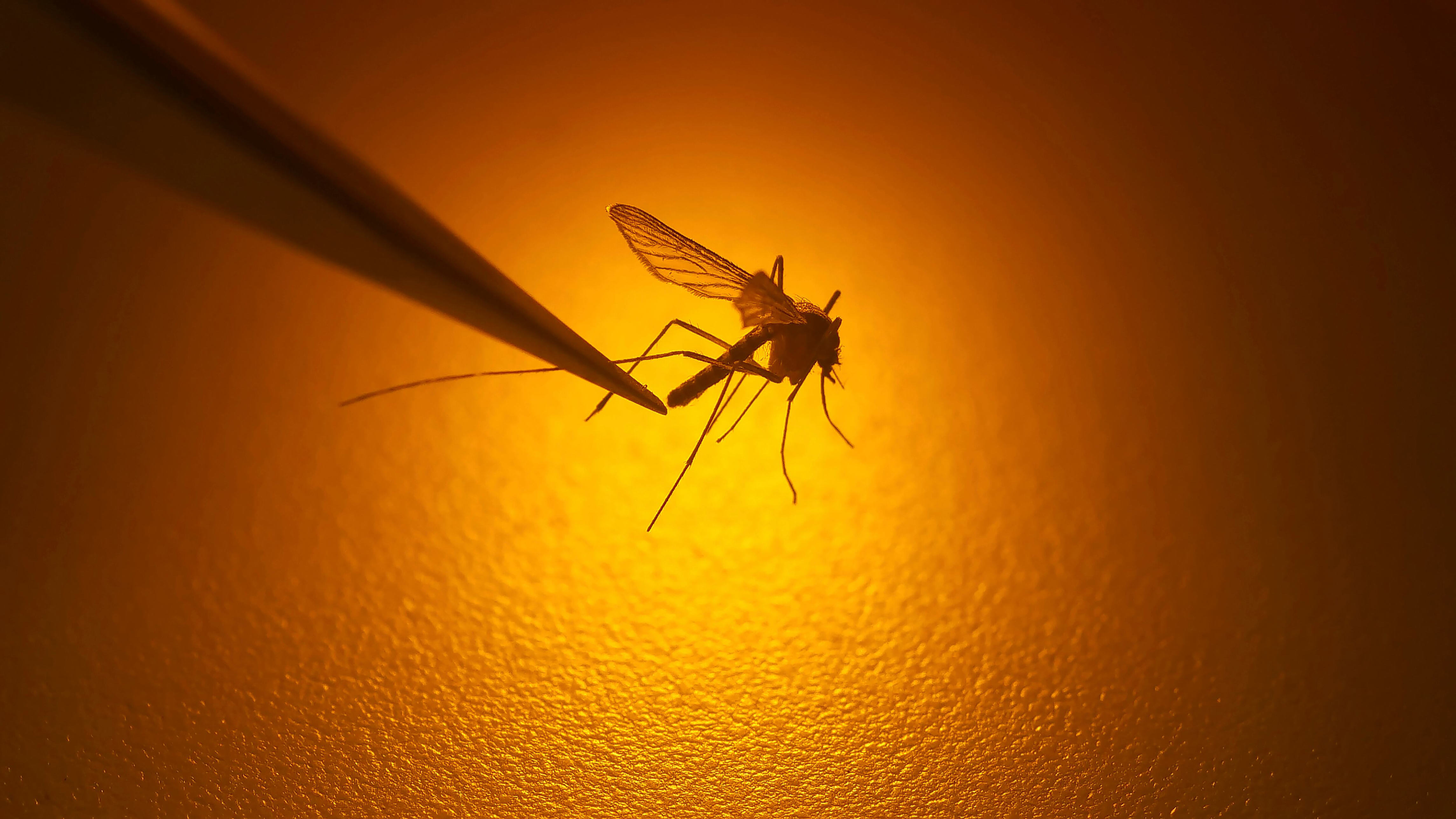 Health district confirms West Nile virus in Brazos County