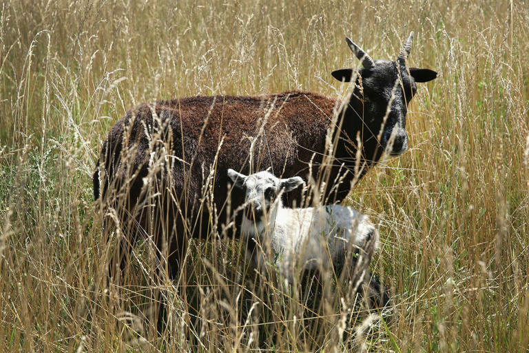 From parks to solar farms, goats are taking on new jobs across America