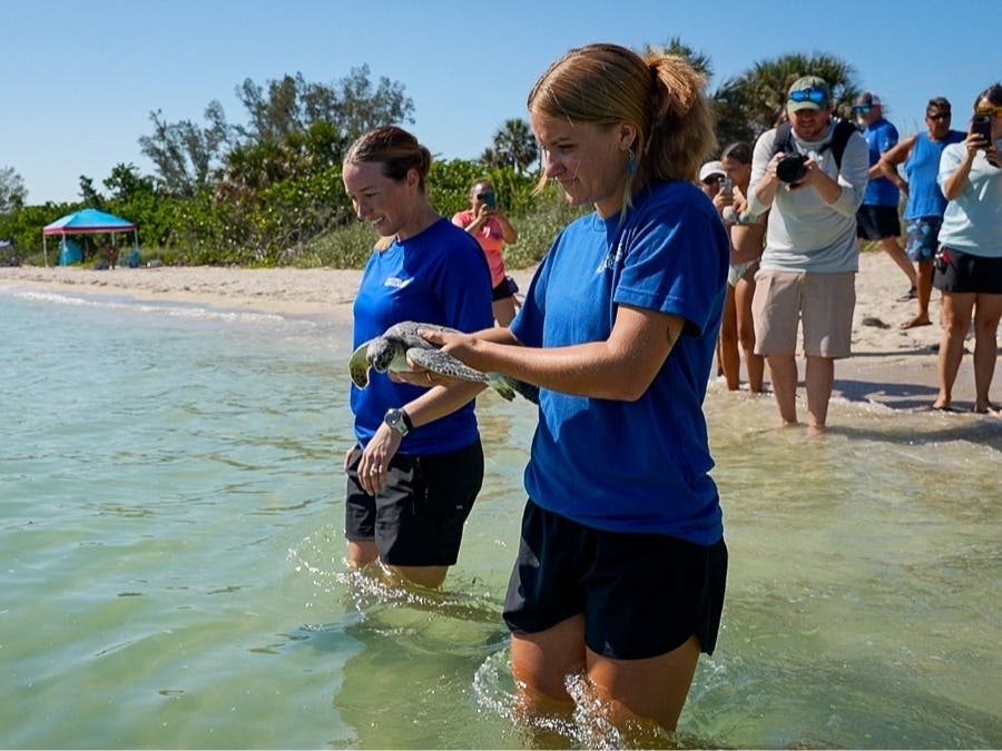 Florida Aquarium returns rehabilitated green sea turtle to Gulf off ...