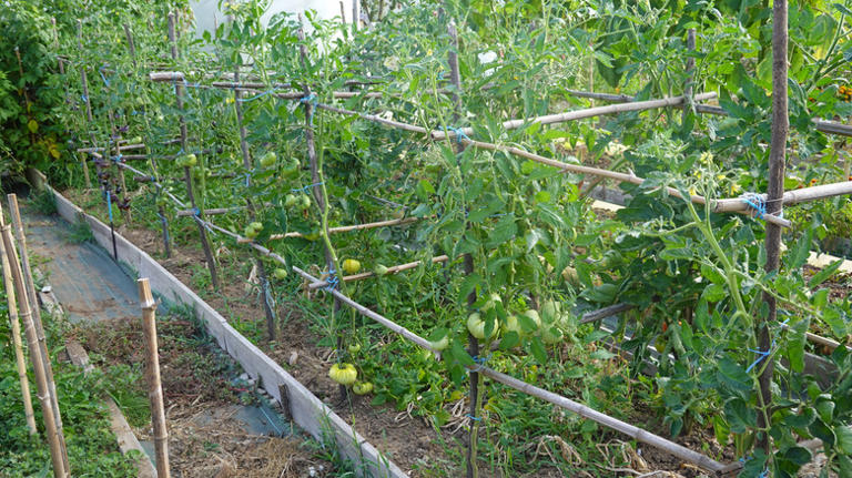 What is a trellis and does your vegetable garden need one?